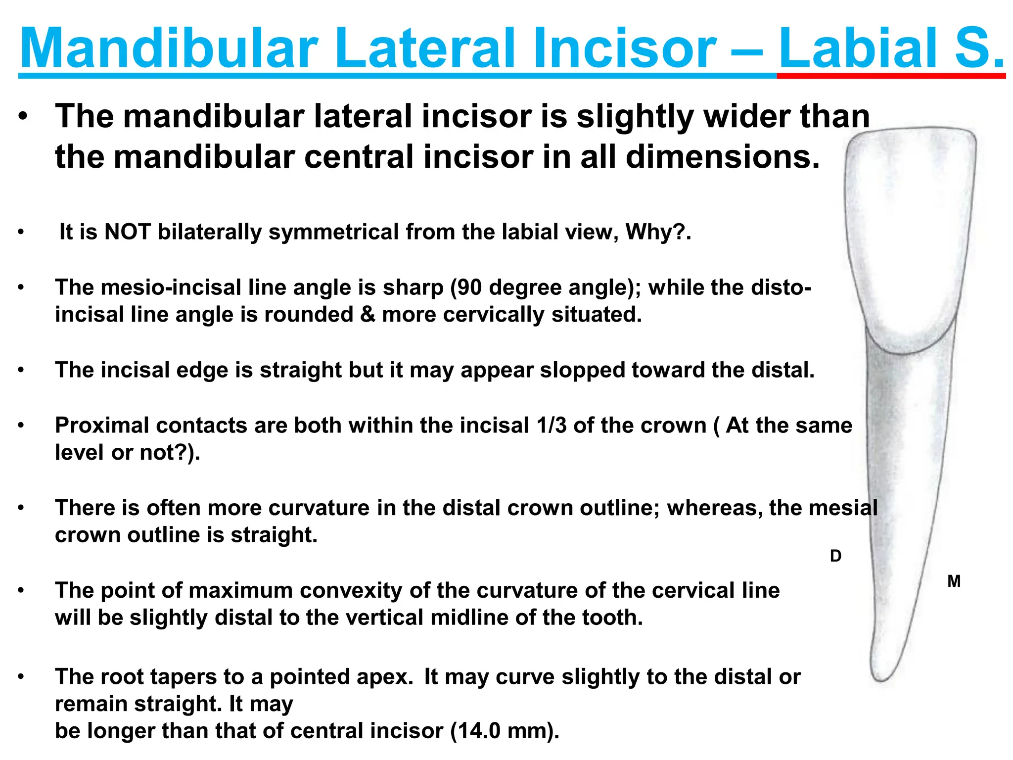 Mandibular Lateral Incisor Measurements