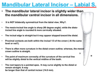 Mandibular permanent lateral incisor.pdf