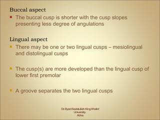 Mandibular Premolars | PPT