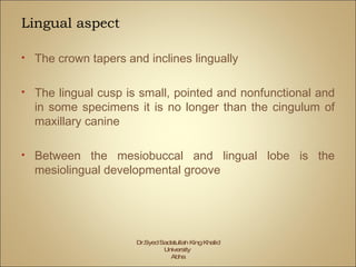 Mandibular Premolars | PPT
