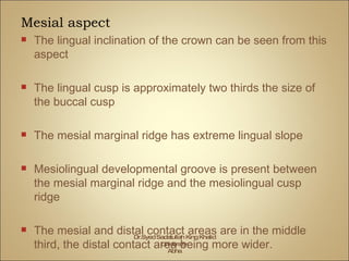 Mandibular Premolars | PPT