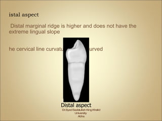 Mandibular Premolars | PPT
