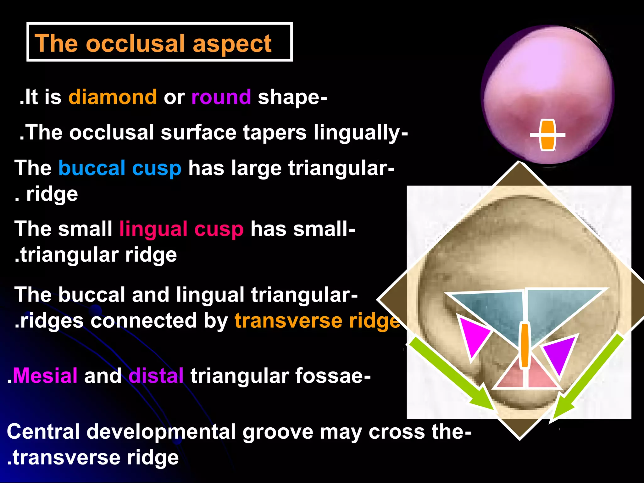 Mandibular Premolars | PPT