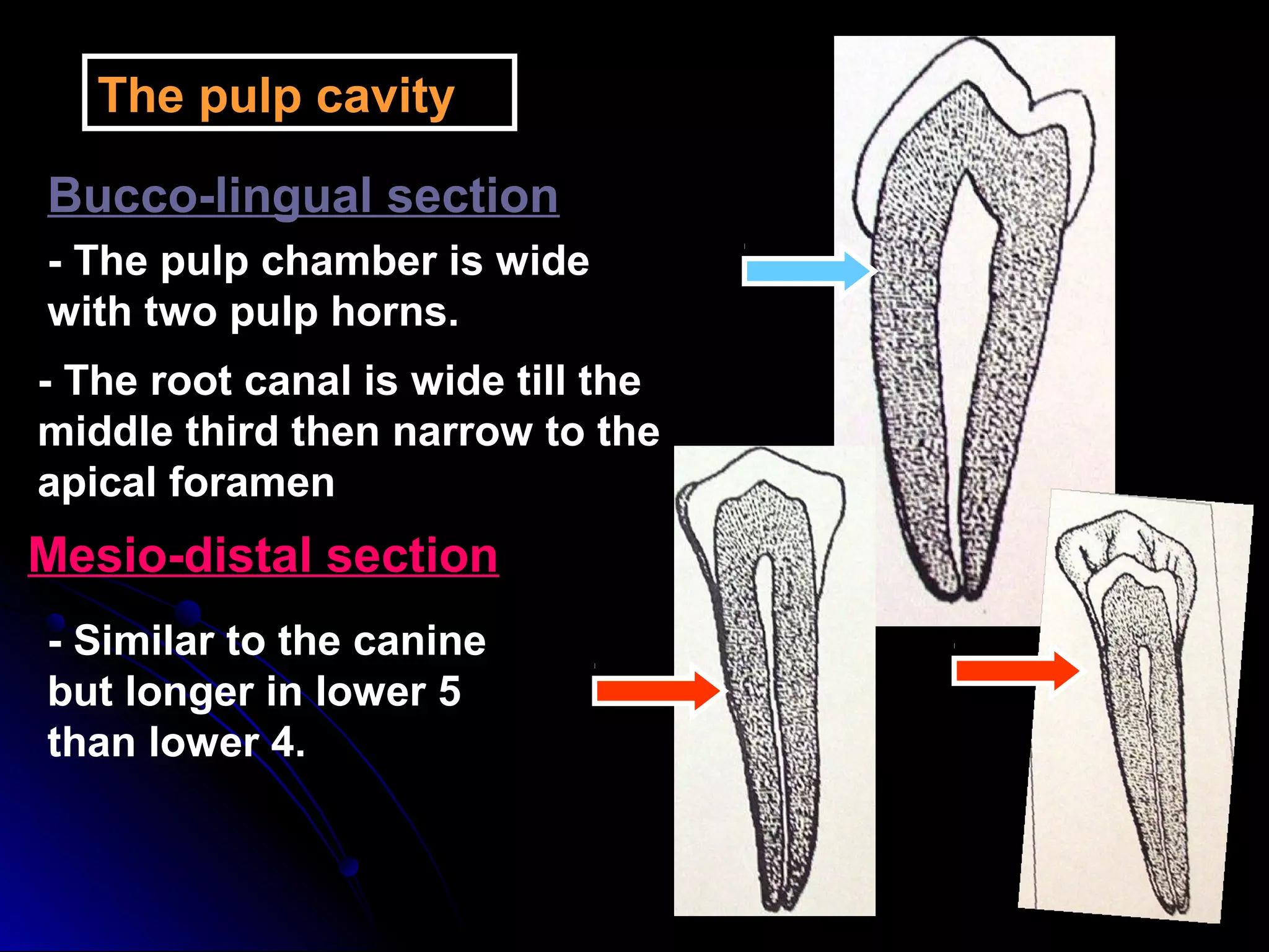 Mandibular Premolars | PPT