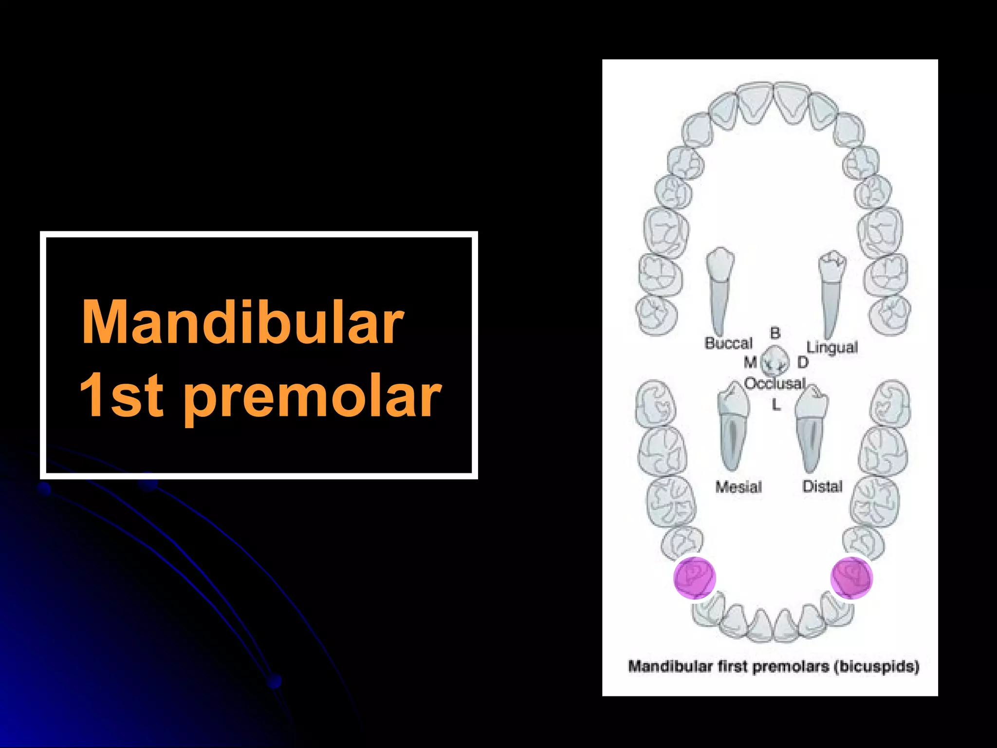 Mandibular Premolars | PPT