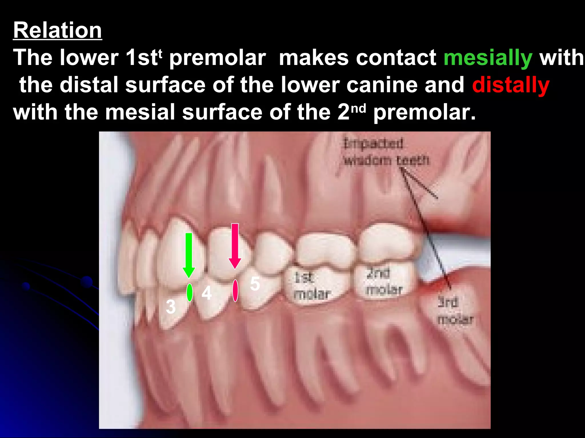 Mandibular Premolars | PPT