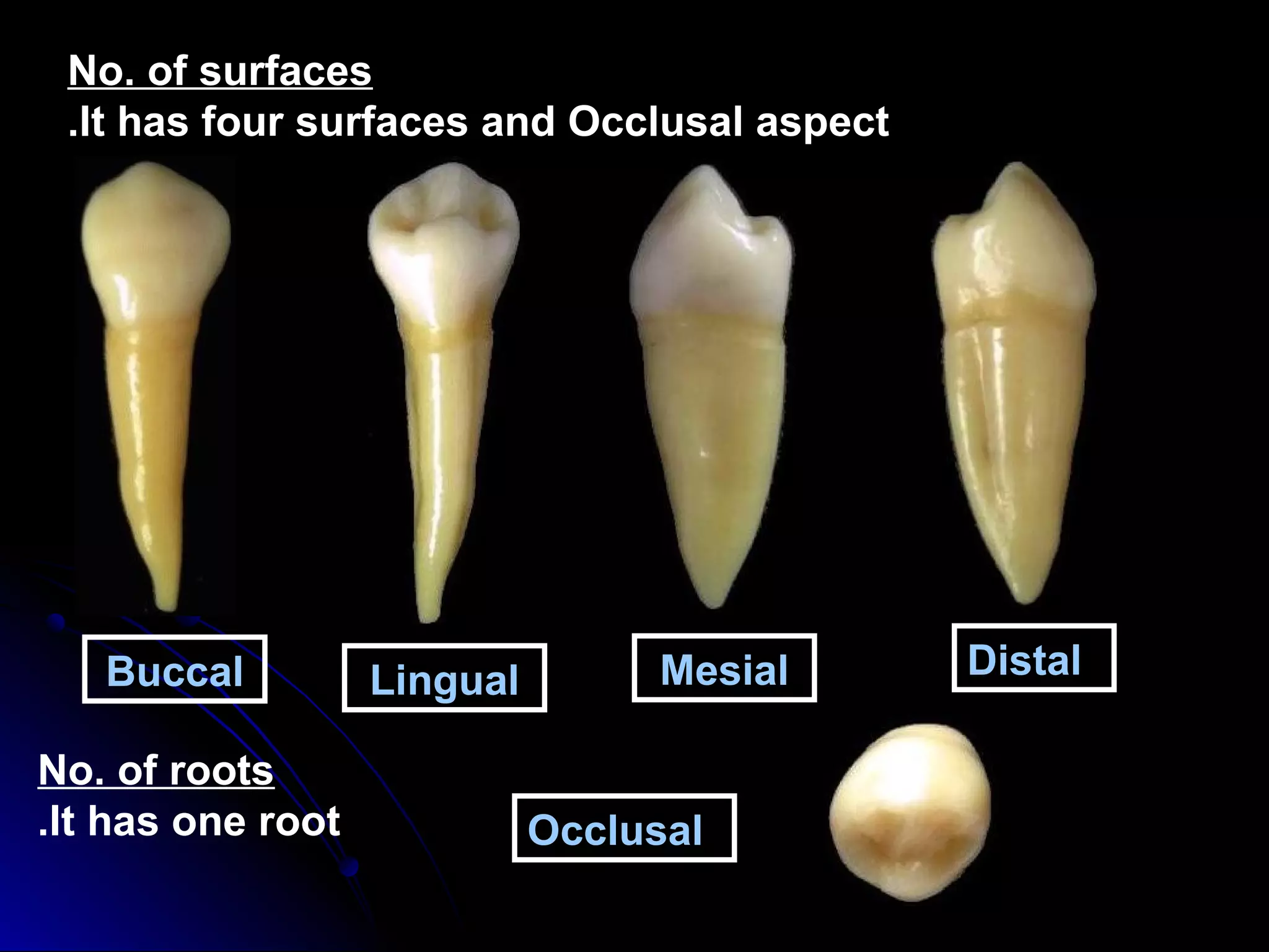 Mandibular Premolars | PPT