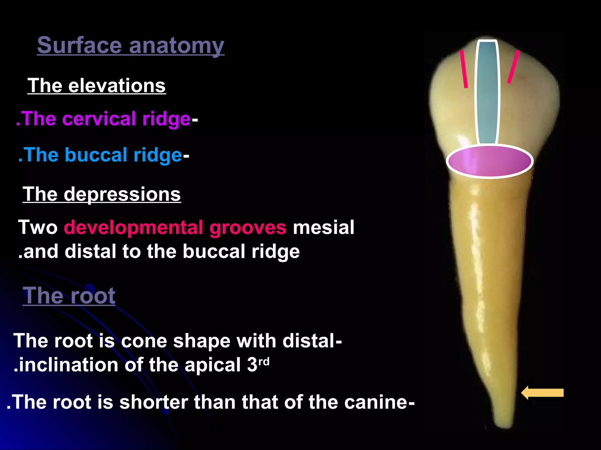 Mandibular Premolars | PPT