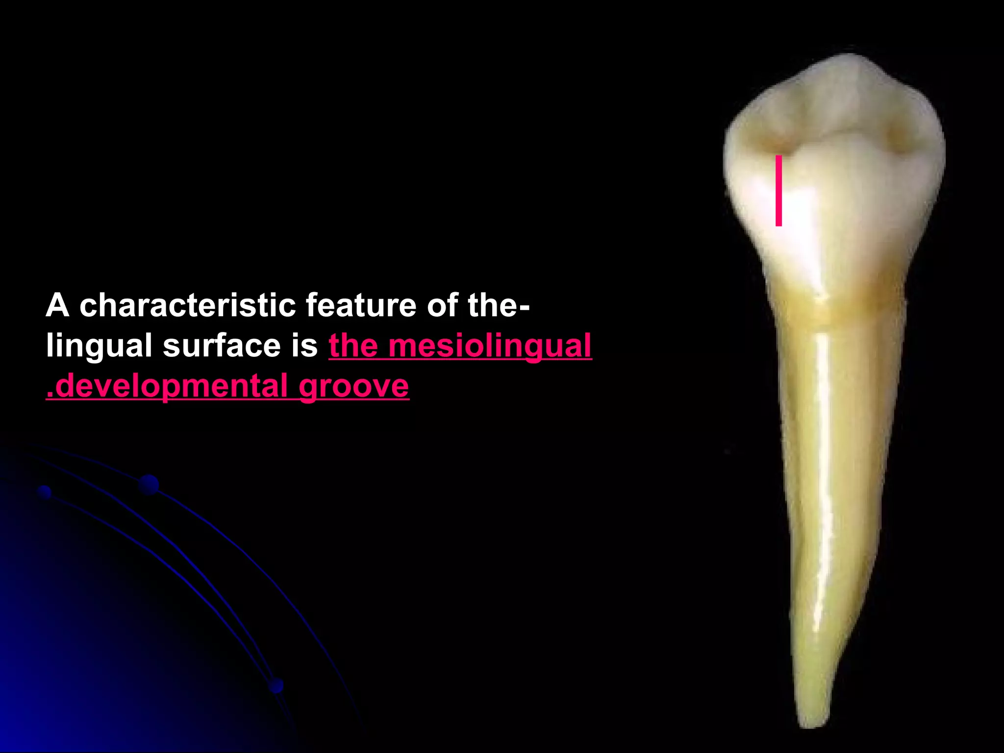 Mandibular Premolars
