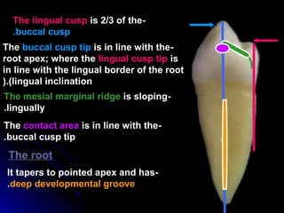 Mandibular Premolars | PPT