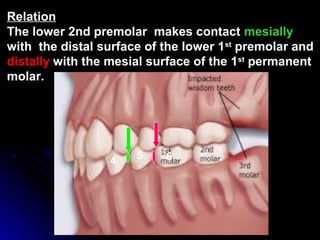 Mandibular Premolars | PPT