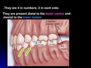 Mandibular Premolars | PPT