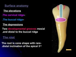 Mandibular Premolars | PPT