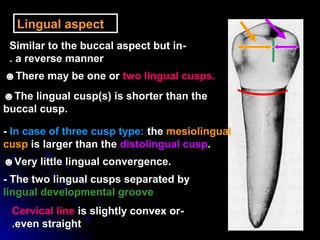 Mandibular Premolars | PPT