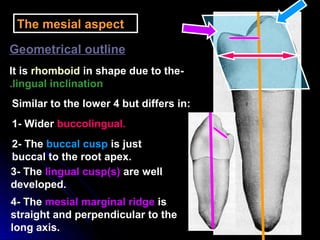 Mandibular Premolars | PPT