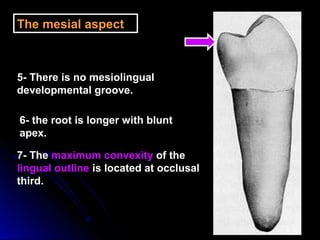 Mandibular Premolars | PPT