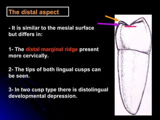 Mandibular Premolars | PPT