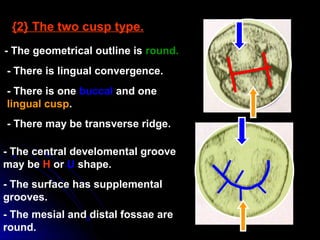 Mandibular Premolars | PPT