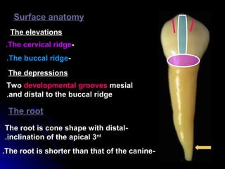 Mandibular Premolars | PPT