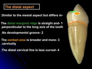 Mandibular Premolars | PPT