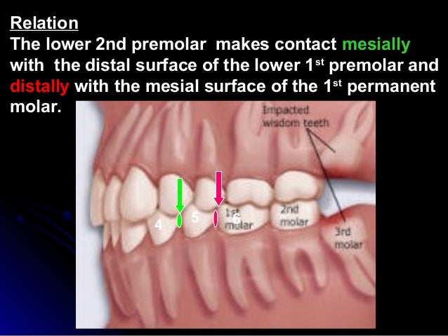 Mandibular Premolars