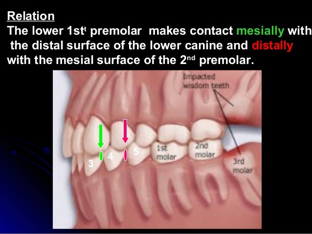 Mandibular Premolars