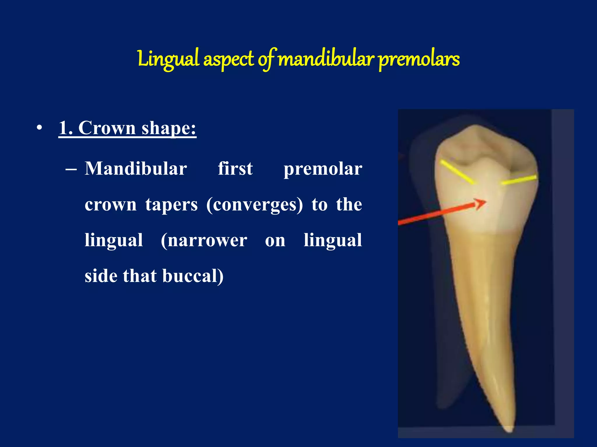 mandibular premolars.pptx