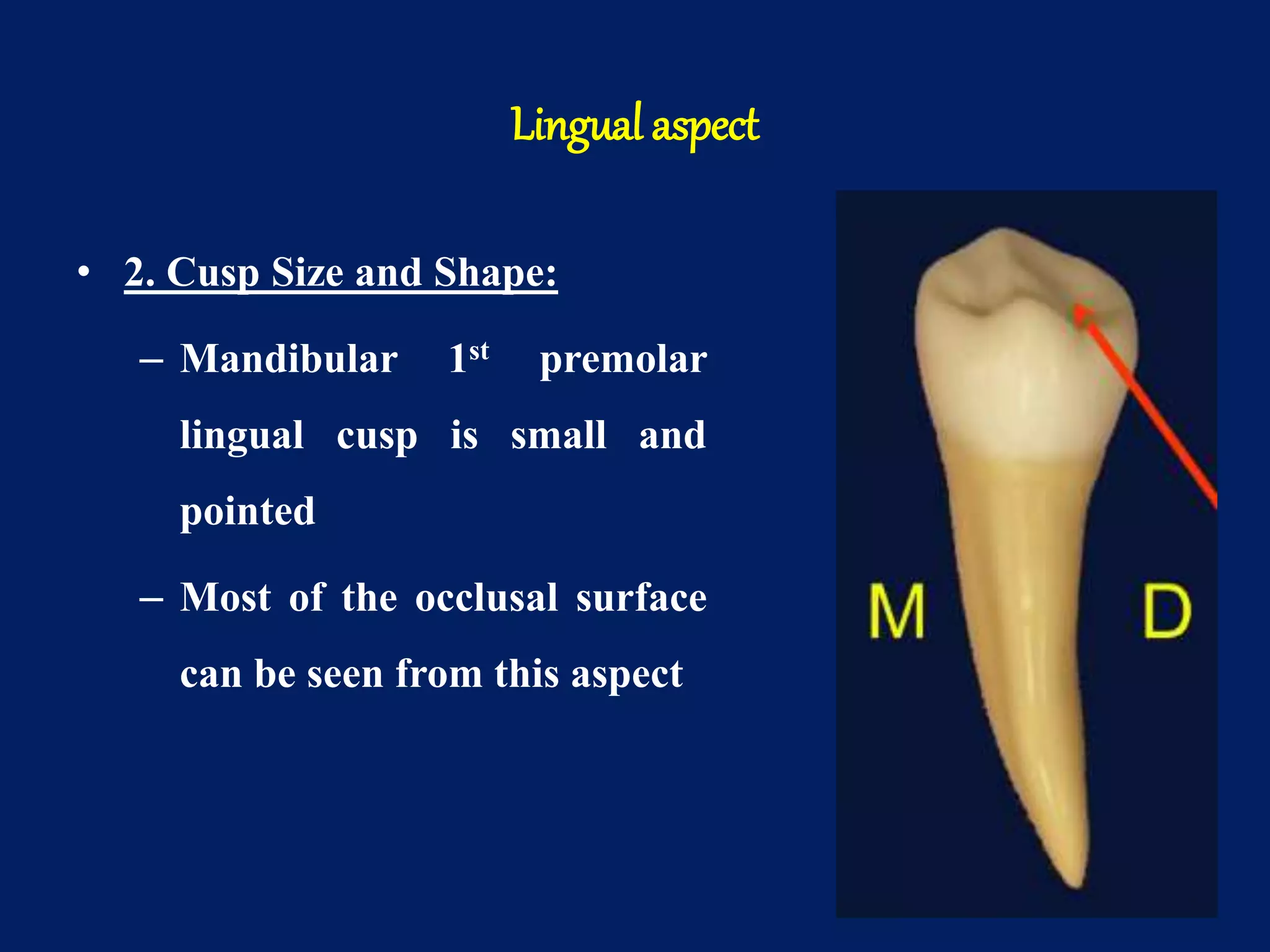 mandibular premolars.pptx