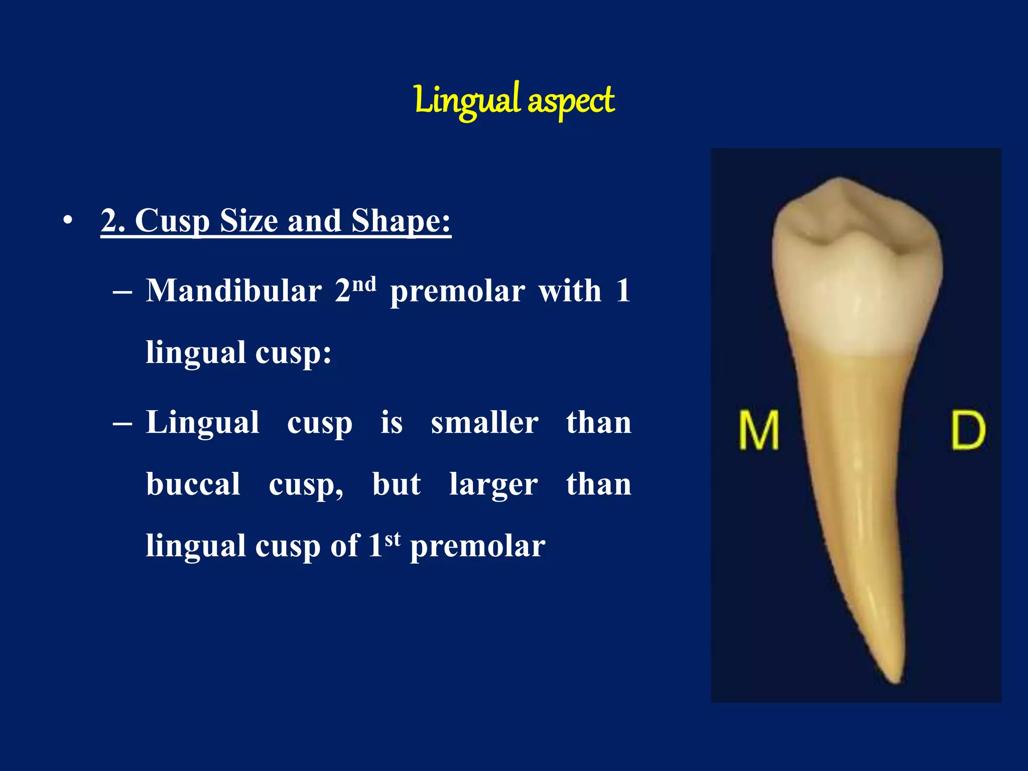 mandibular premolars.pptx