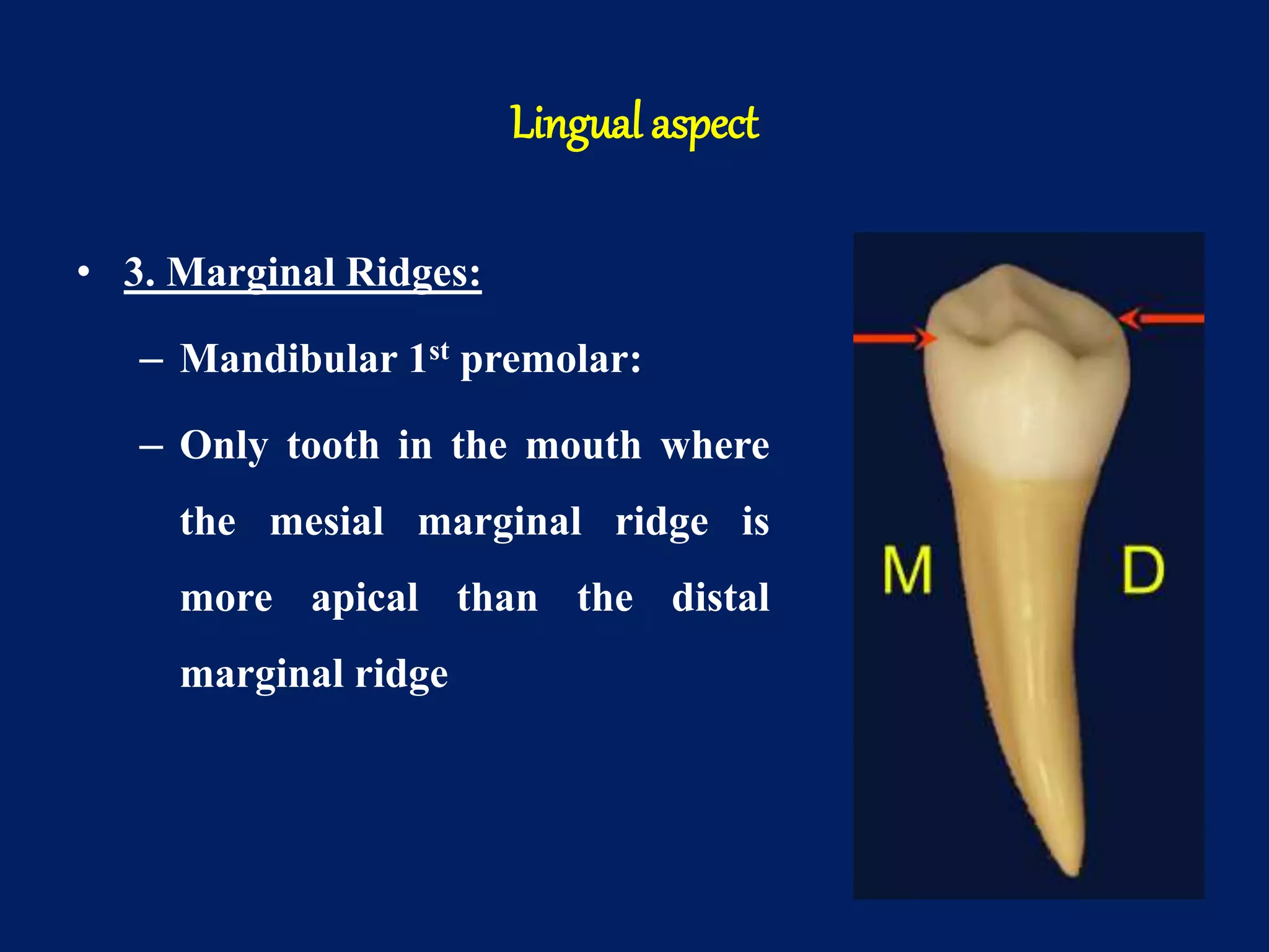 mandibular premolars.pptx