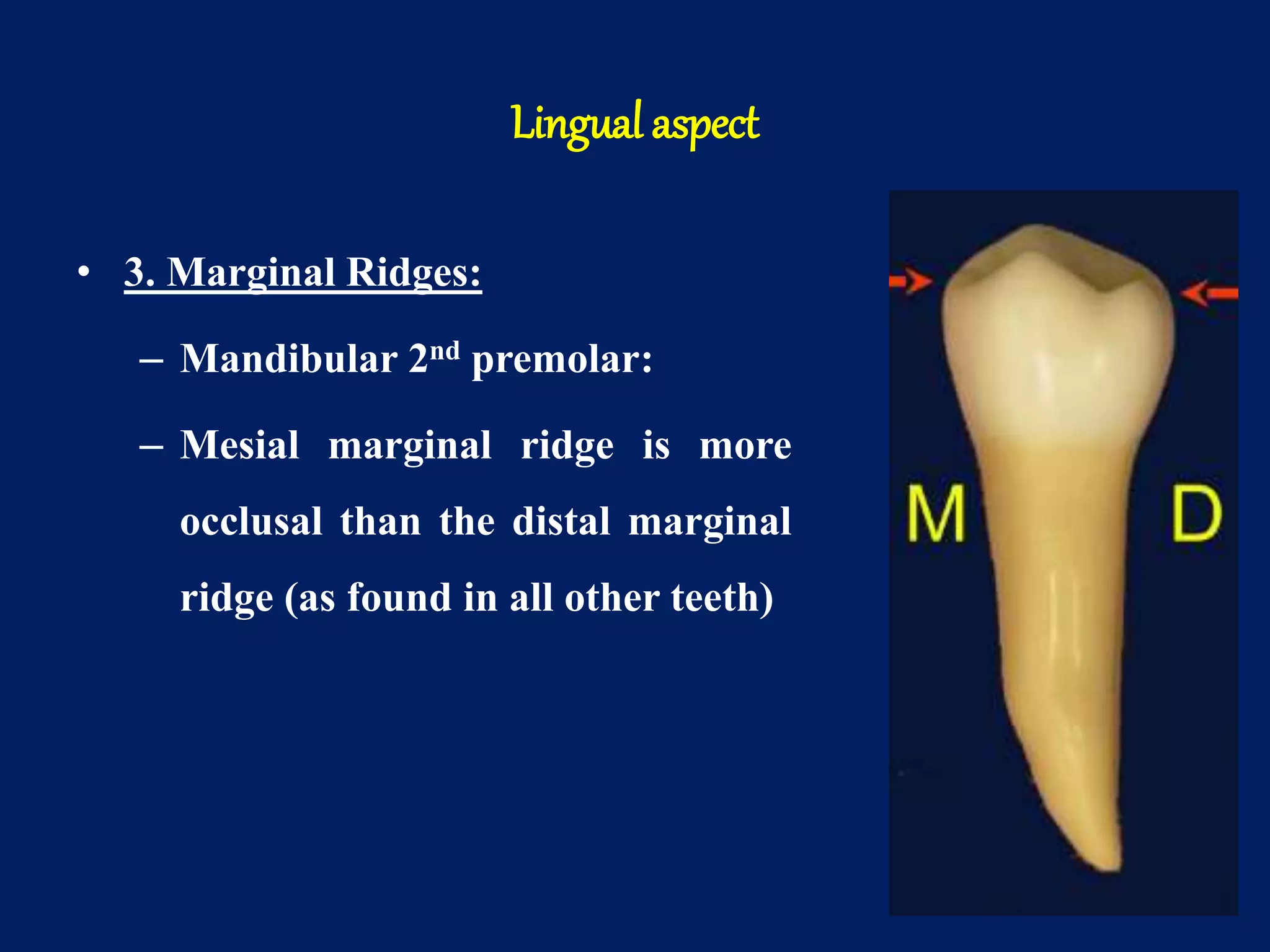 mandibular premolars.pptx | Dental Health | Diseases and Conditions