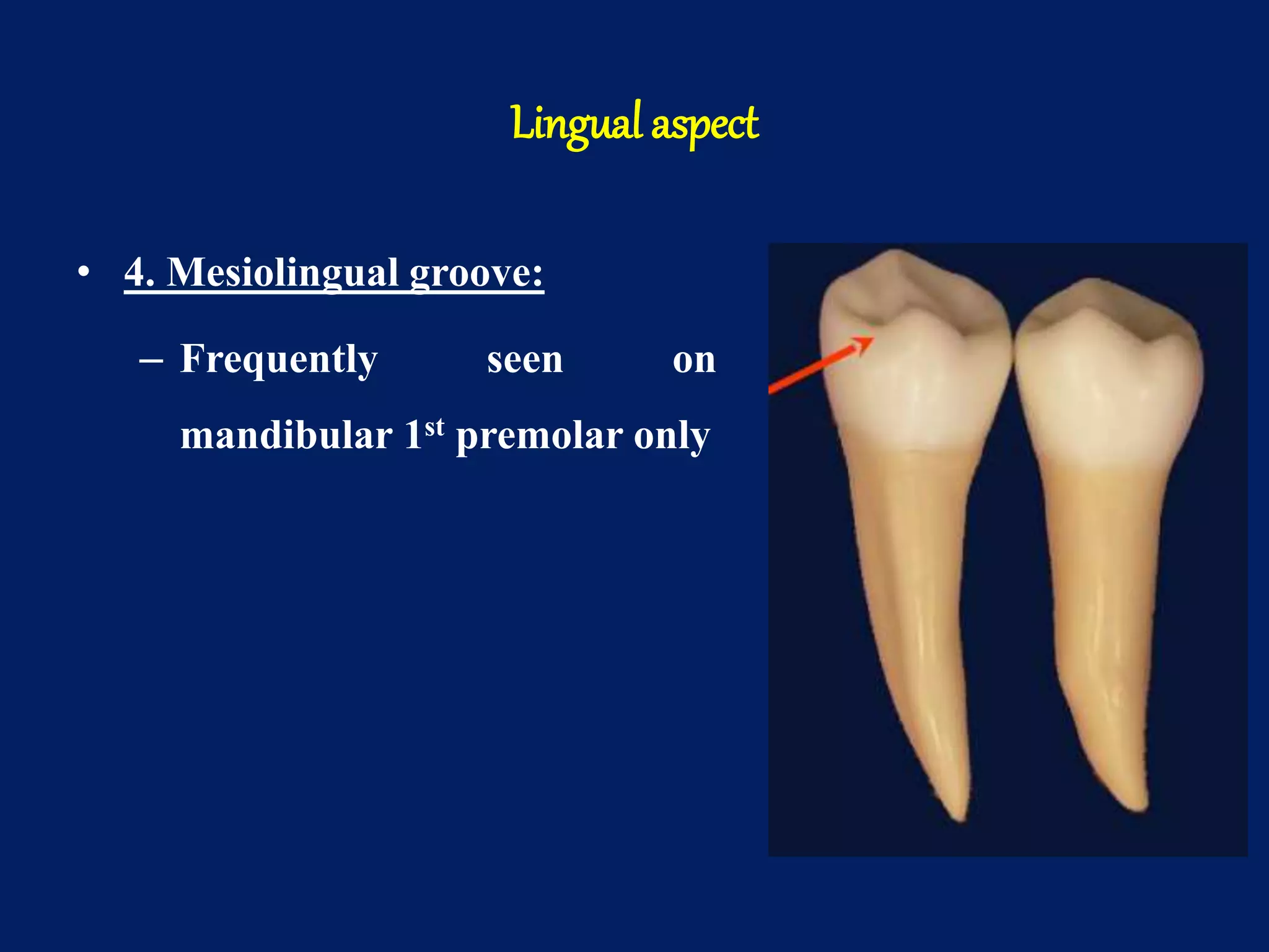 mandibular premolars.pptx
