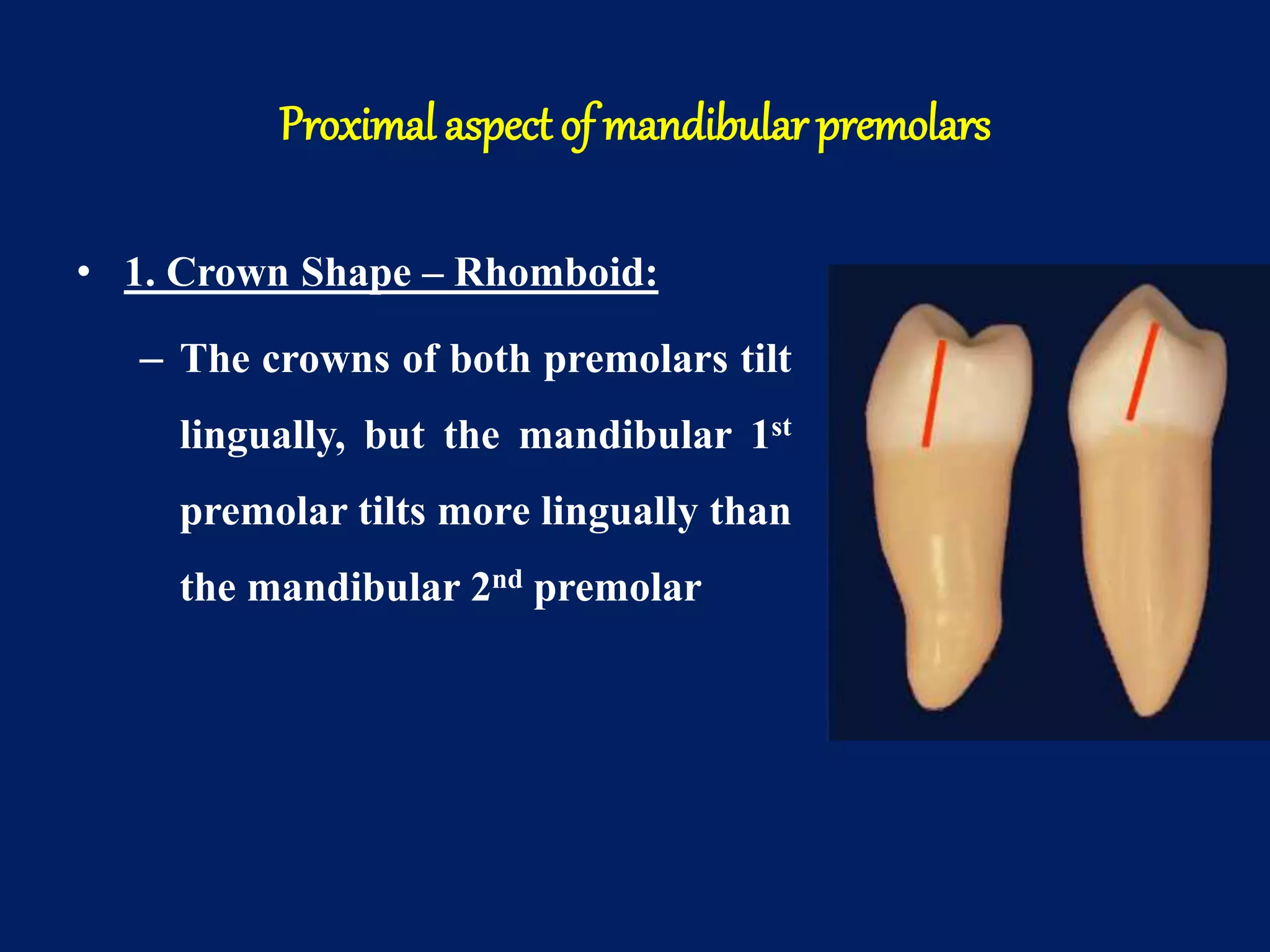 mandibular premolars.pptx