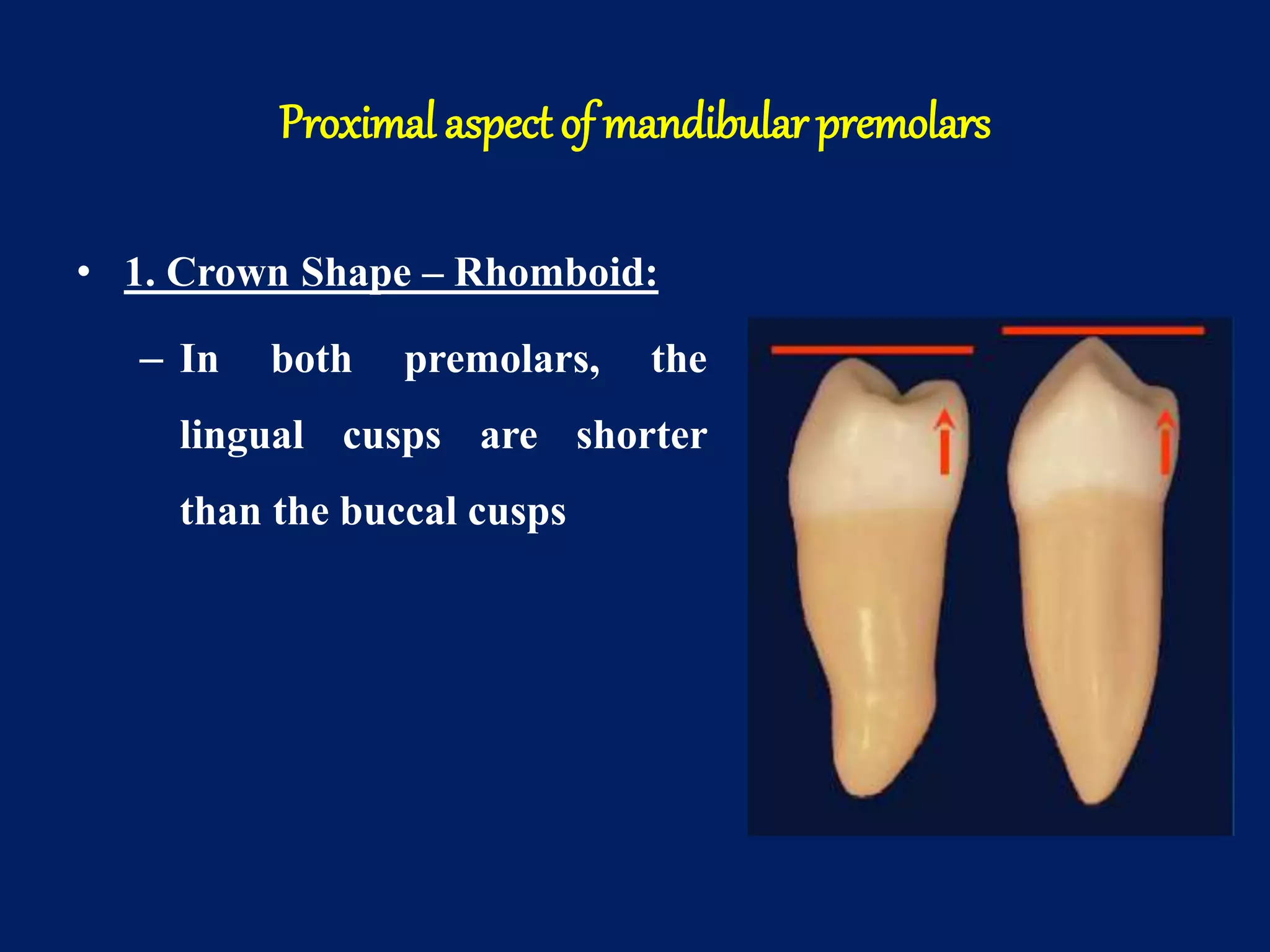 mandibular premolars.pptx | Dental Health | Diseases and Conditions
