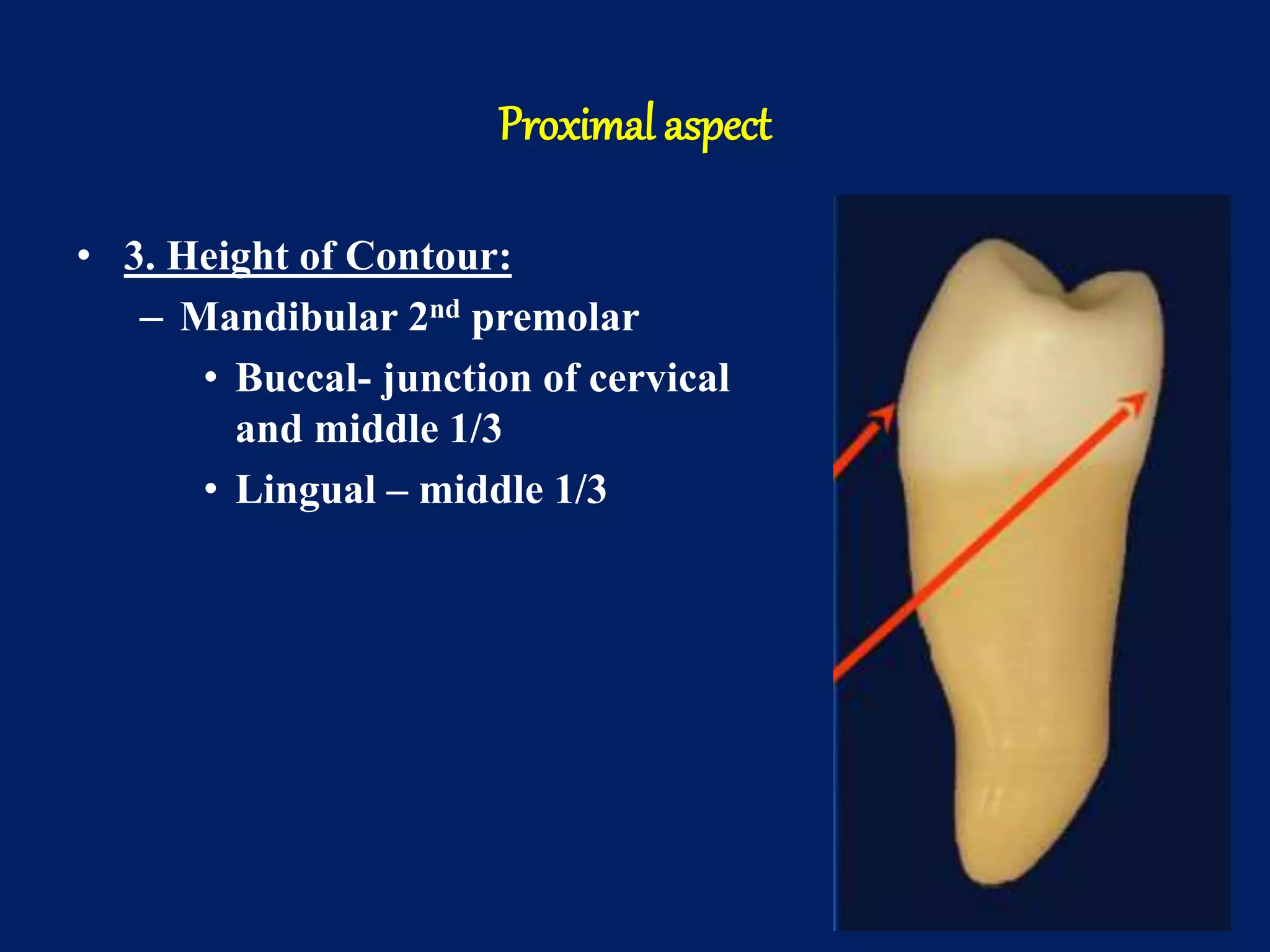 mandibular premolars.pptx
