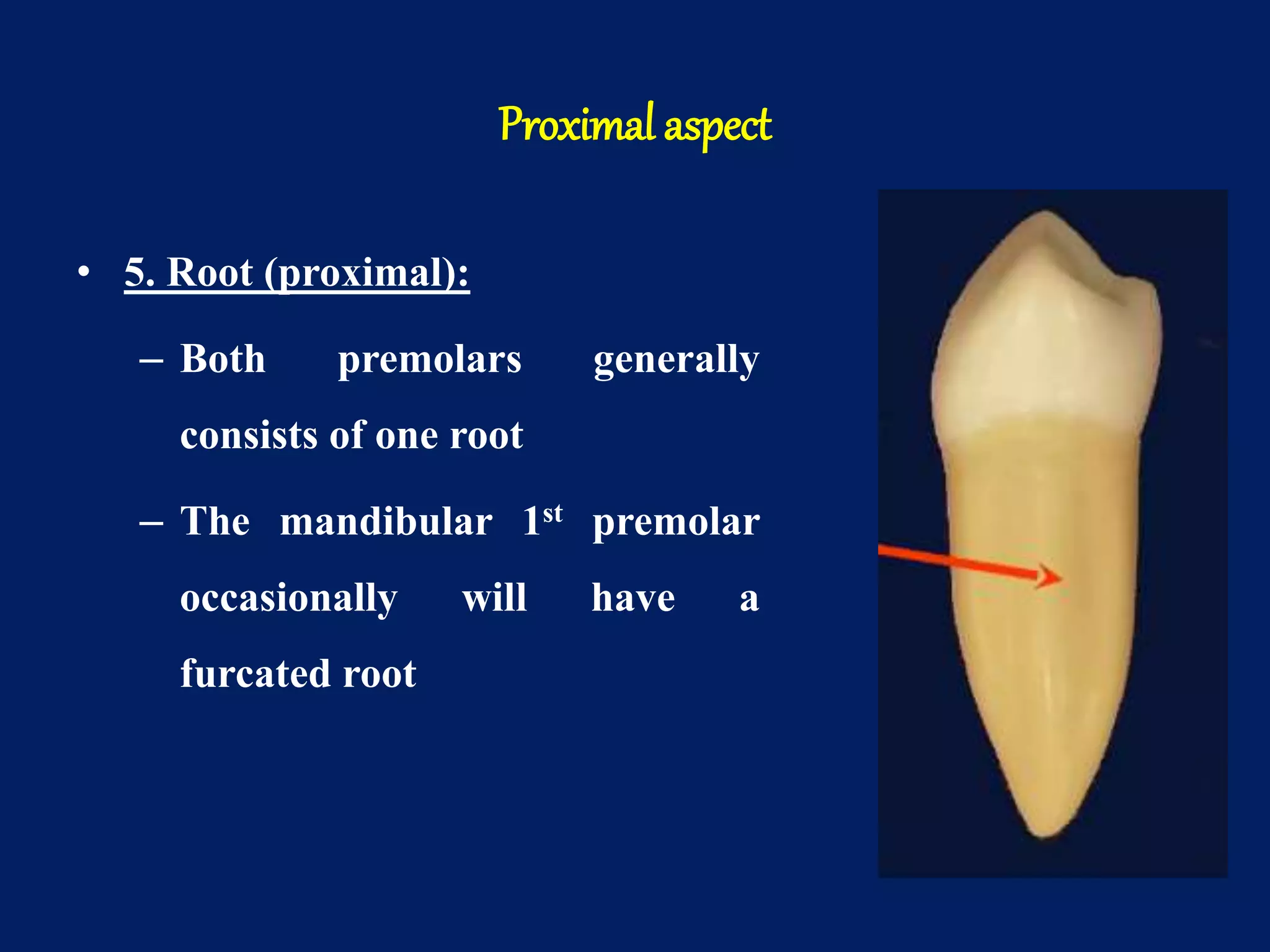 mandibular premolars.pptx