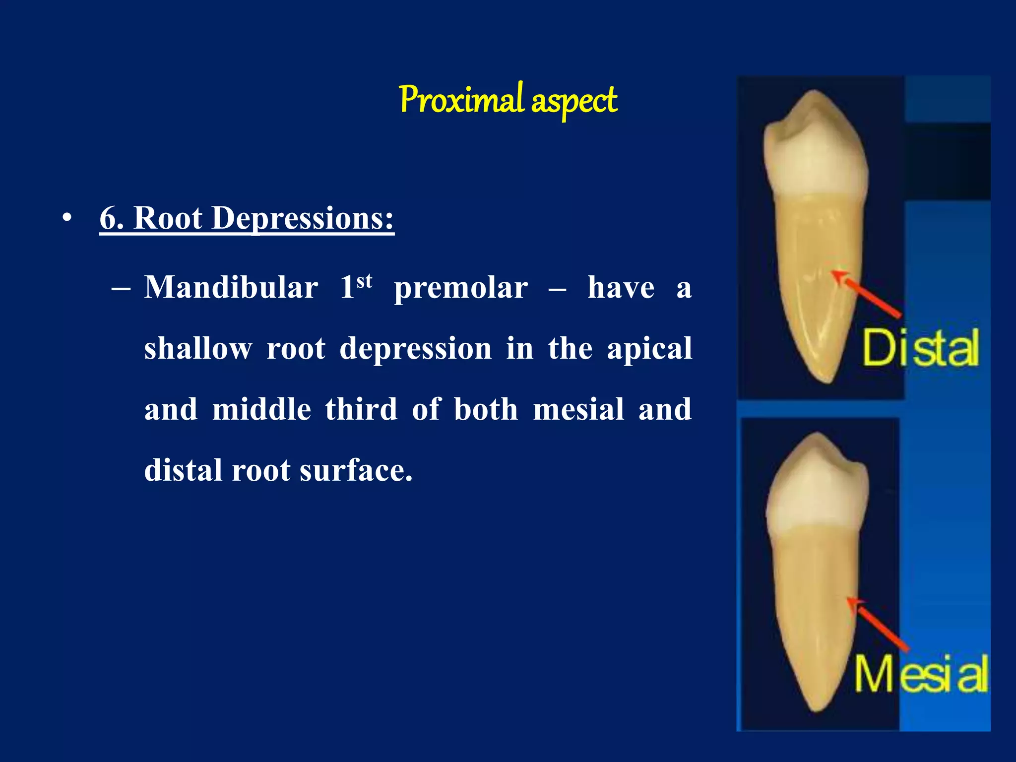 mandibular premolars.pptx