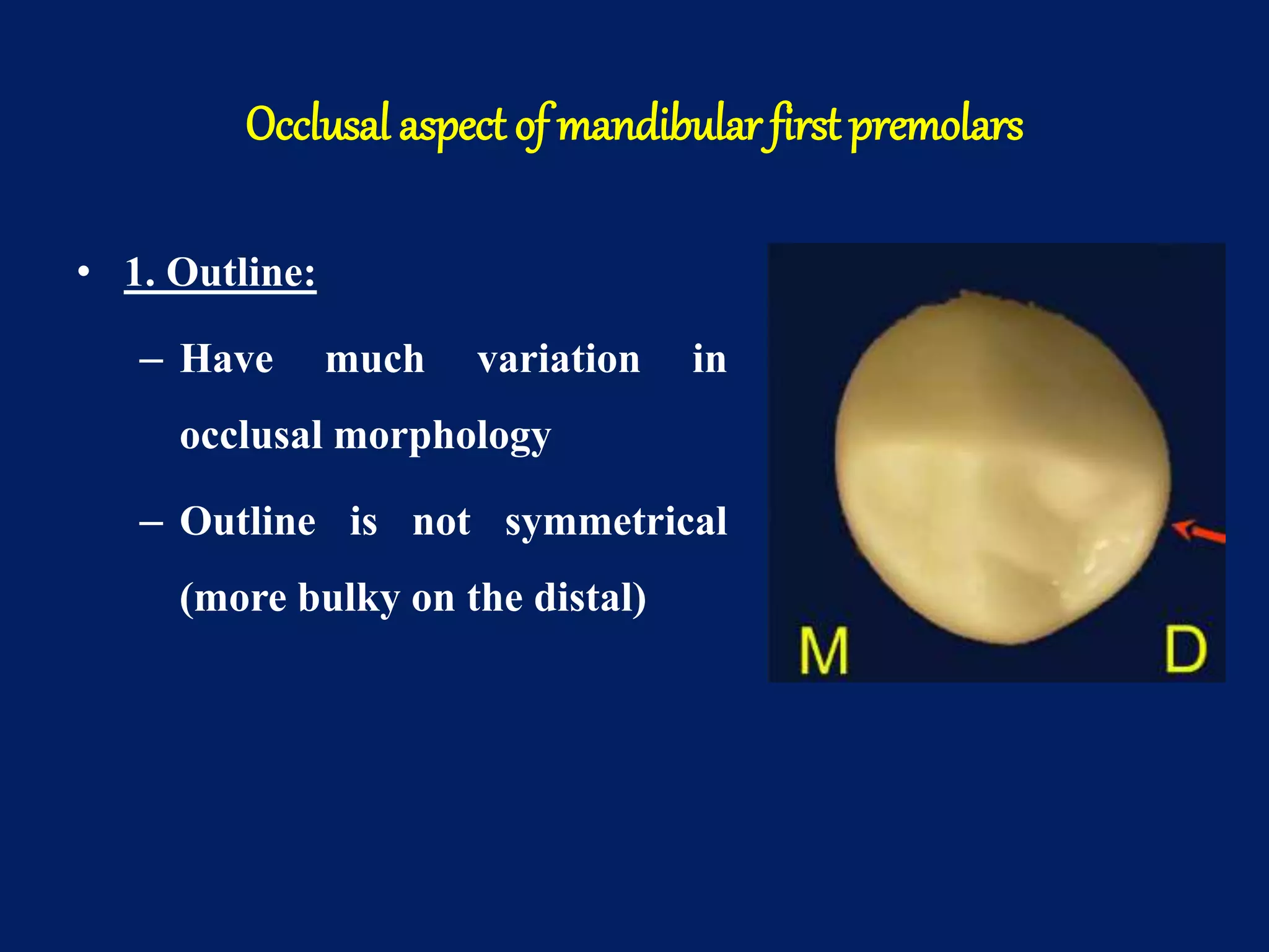 mandibular premolars.pptx