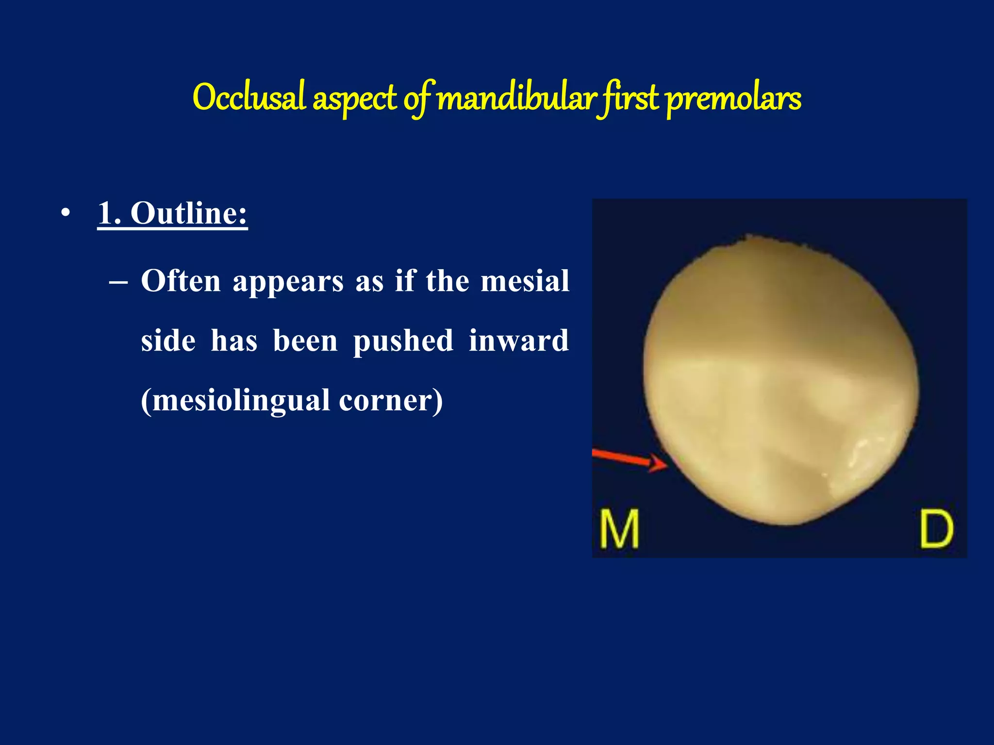 mandibular premolars.pptx