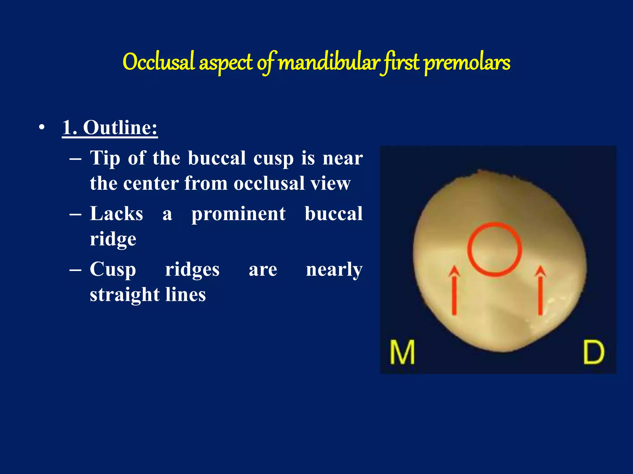 mandibular premolars.pptx