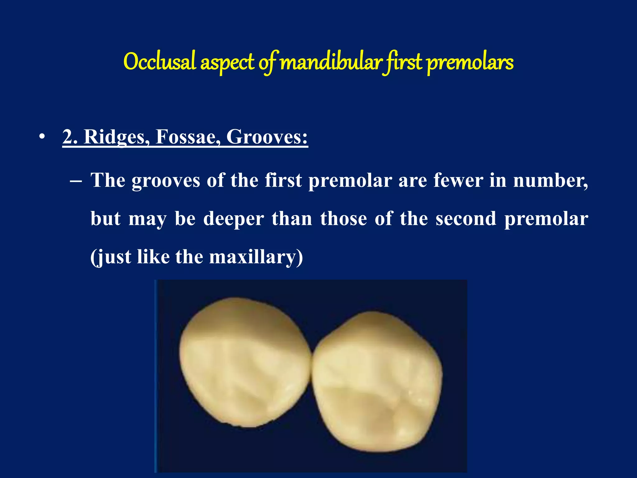mandibular premolars.pptx