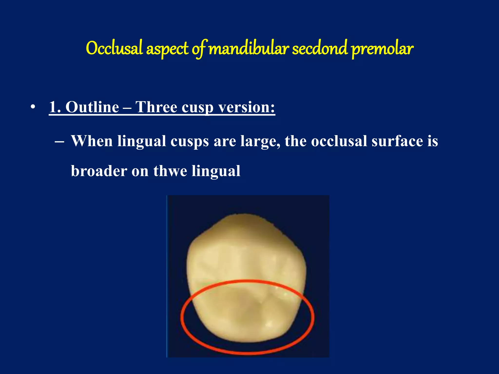 mandibular premolars.pptx