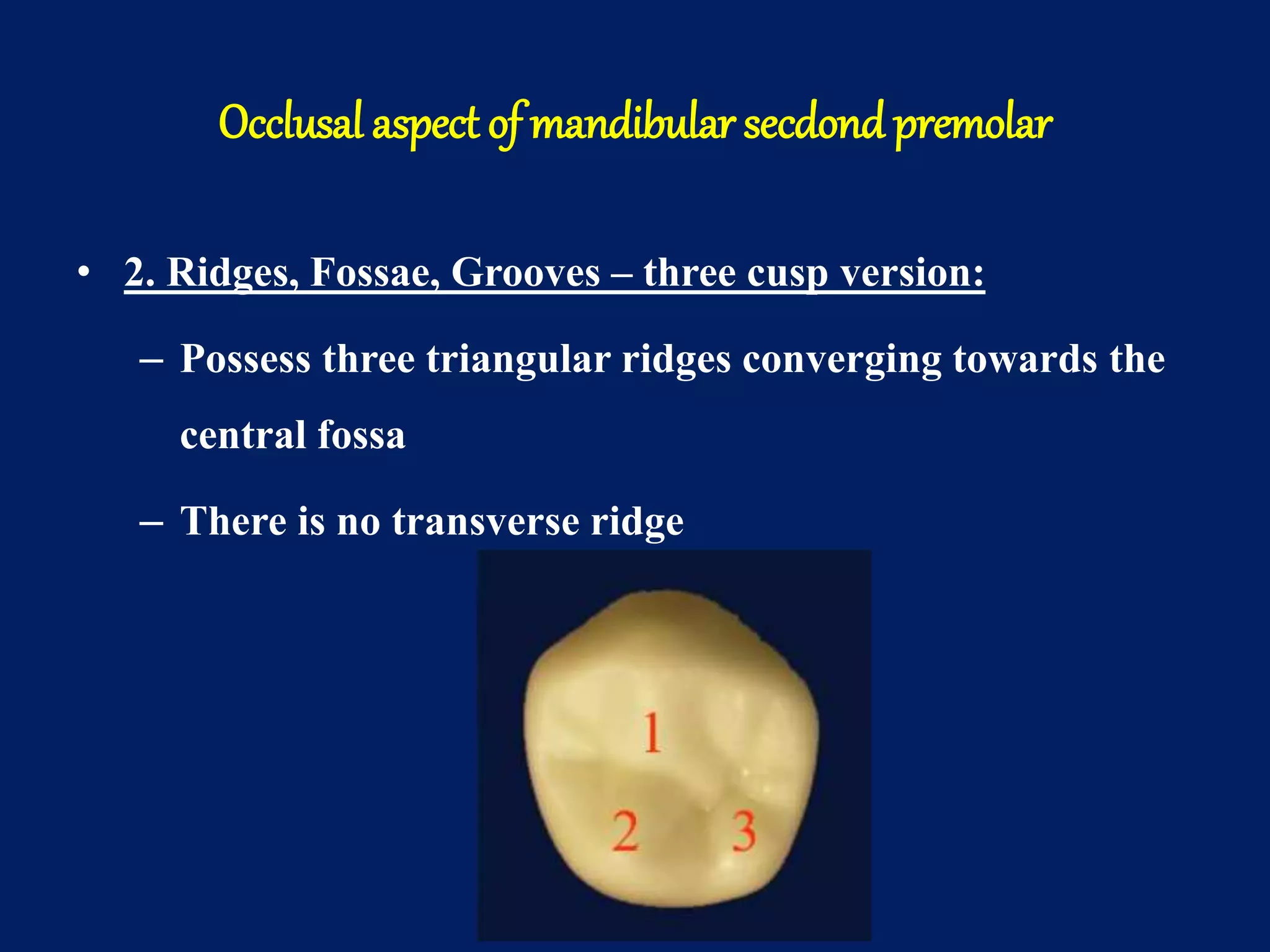 mandibular premolars.pptx