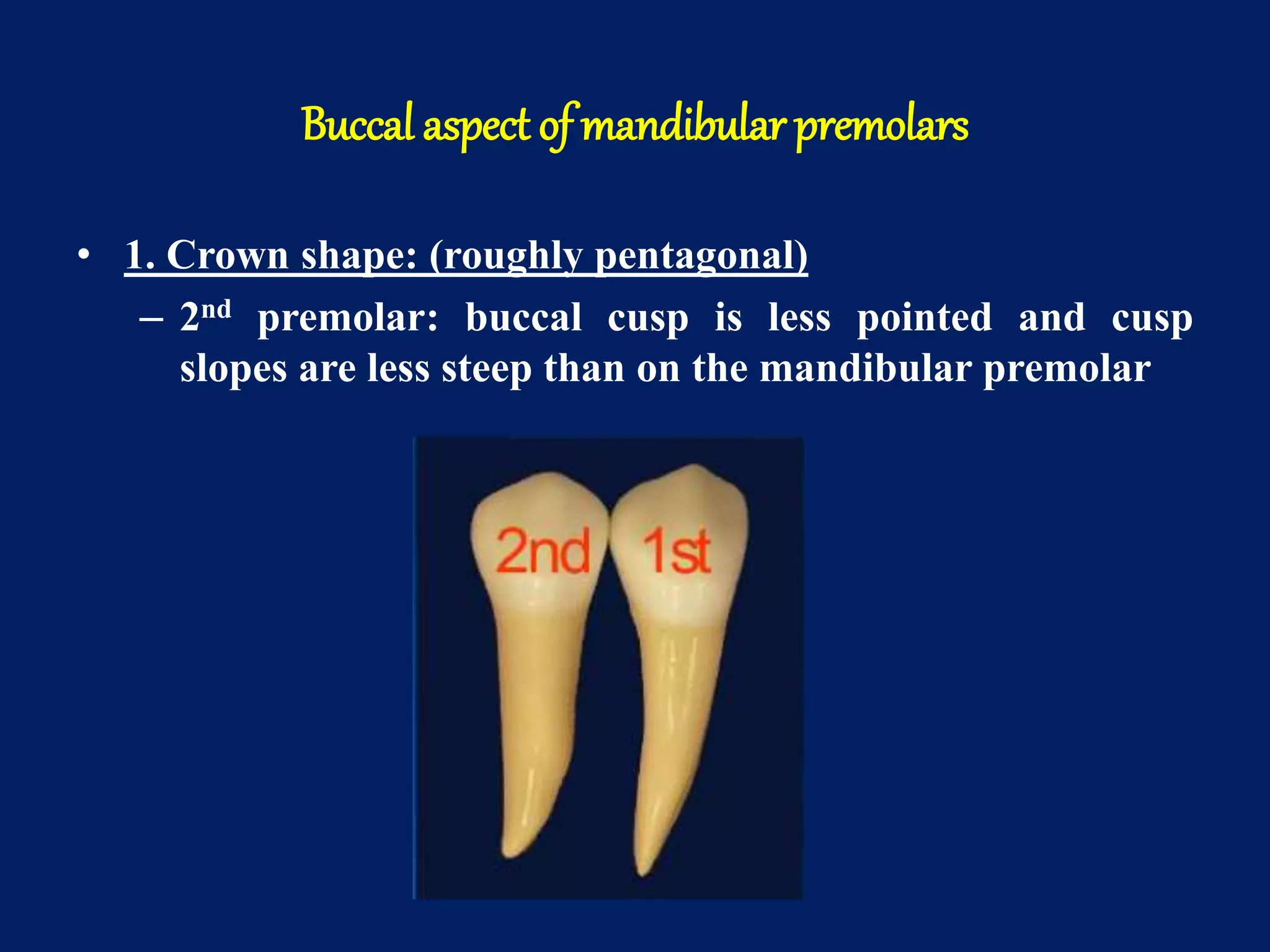 mandibular premolars.pptx | Dental Health | Diseases and Conditions