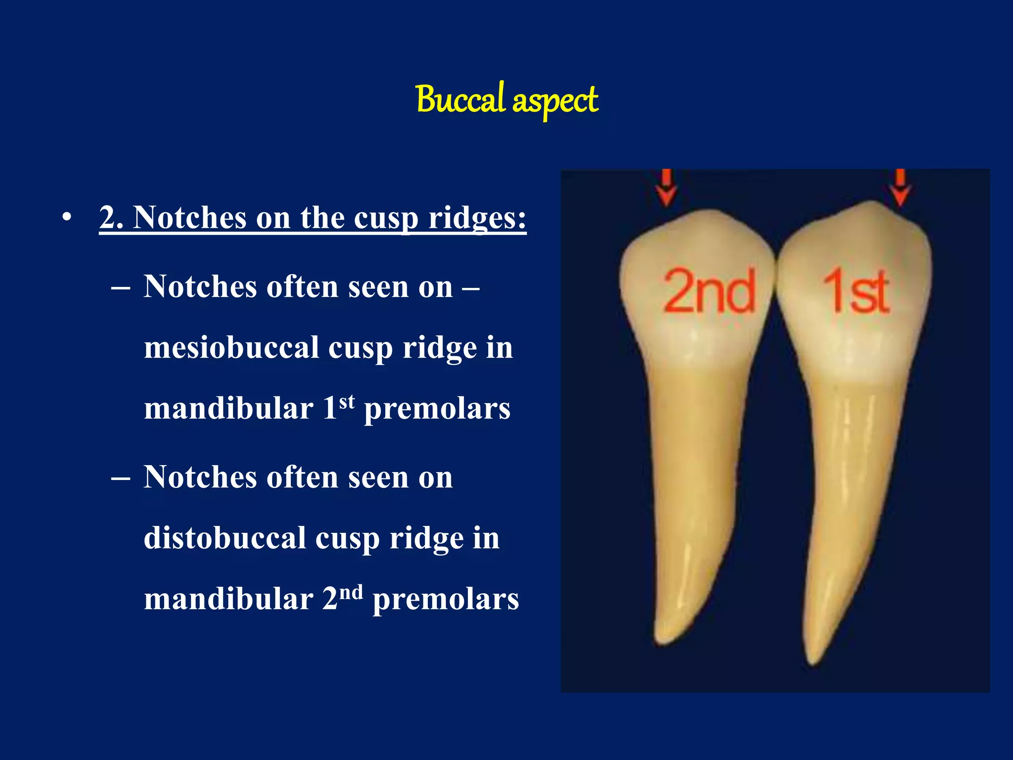 mandibular premolars.pptx | Dental Health | Diseases and Conditions