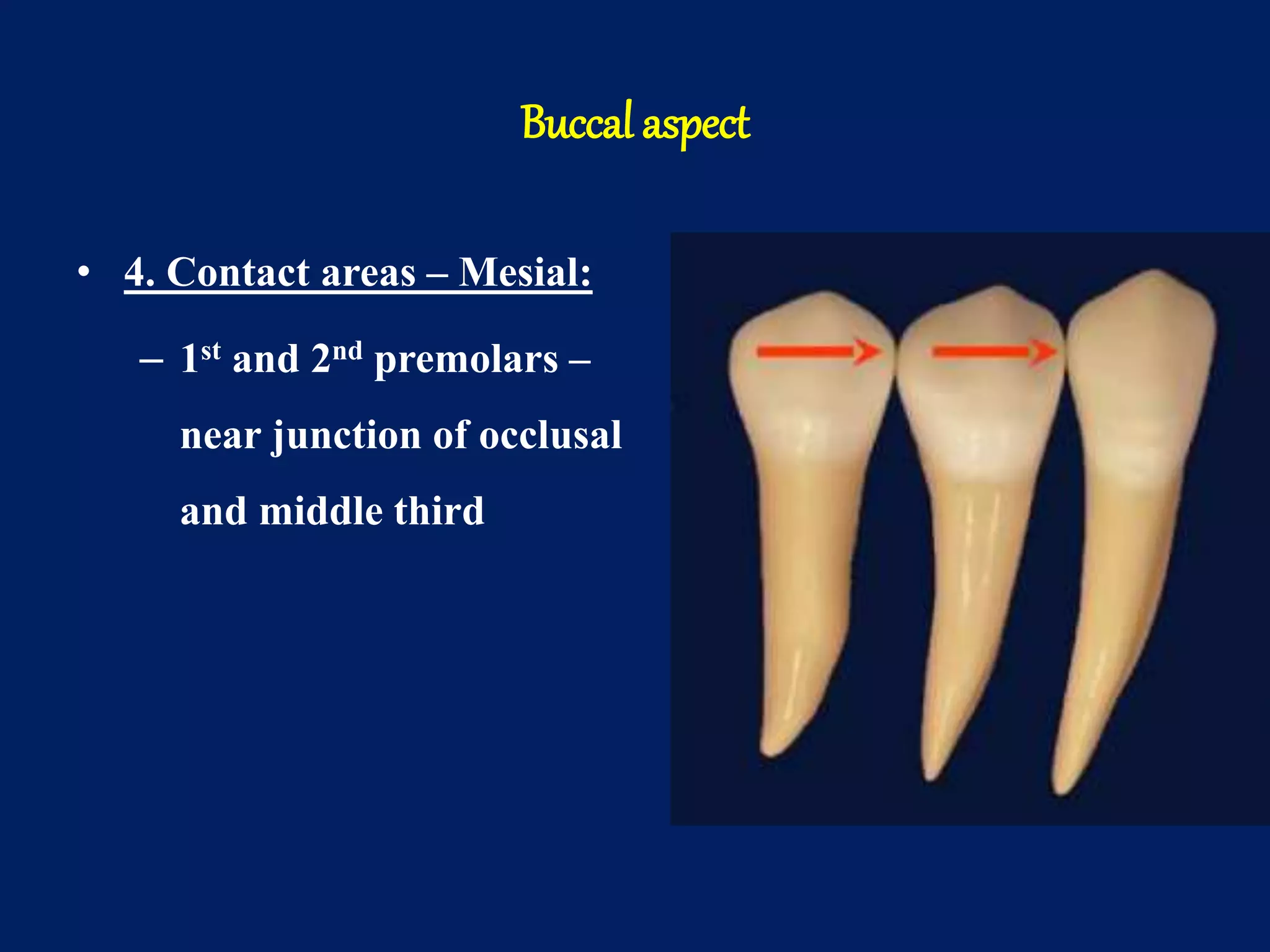 mandibular premolars.pptx