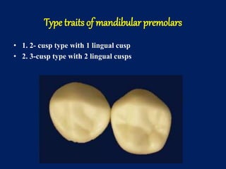 mandibular premolars.pptx