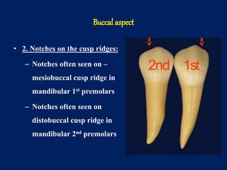 mandibular premolars.pptx