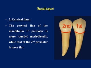 mandibular premolars.pptx