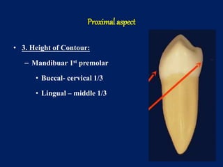 mandibular premolars.pptx